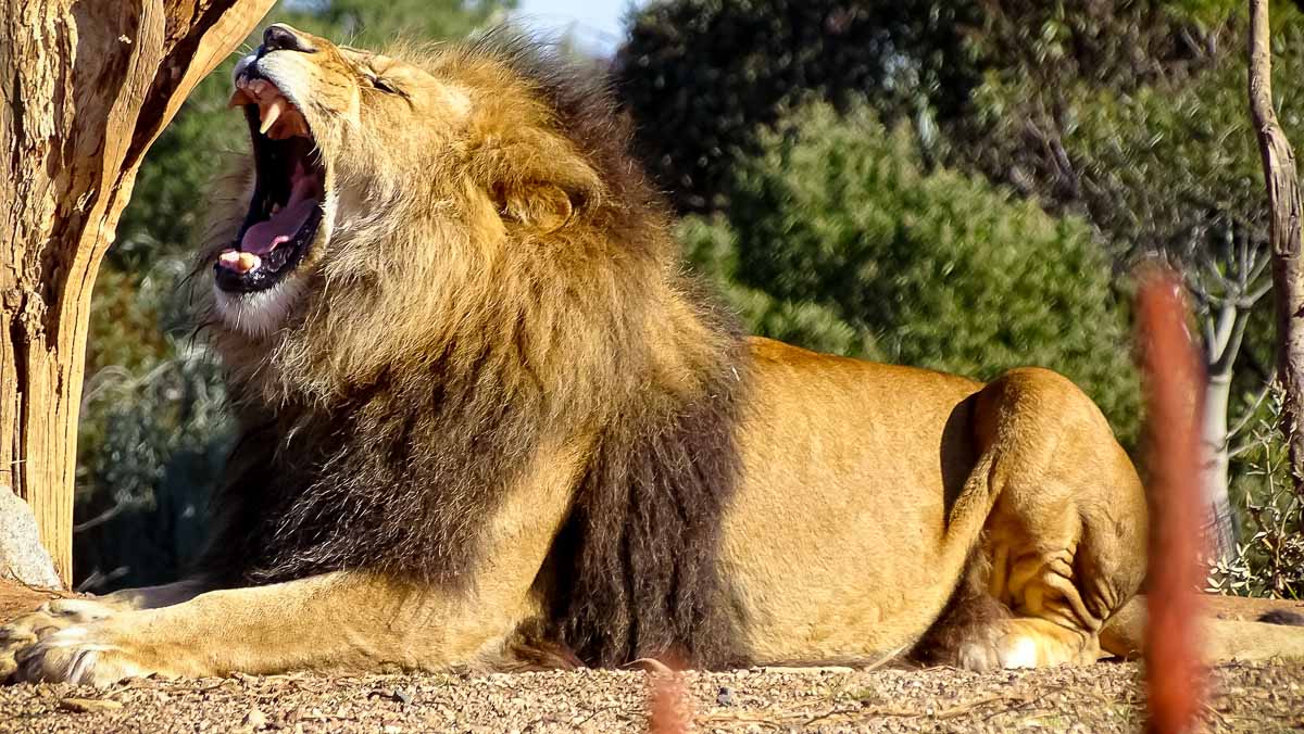 Ultimate Melbourne Bucket List: 101+ Things To Do | M is for Melbourne